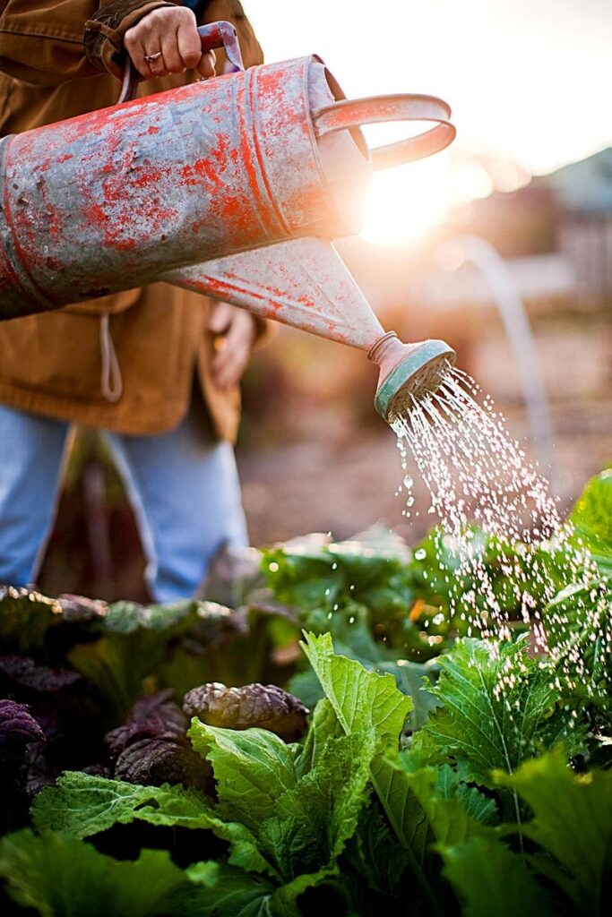 20 Tips for Watering Your Garden More Effectively - Complete Gardening