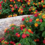15 Clever Ways to Keep Your Garden Alive During Extreme Heat Waves ...