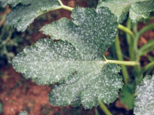 Common Fuchsia Plant Diseases (& How To Treat Them) - Complete Gardening