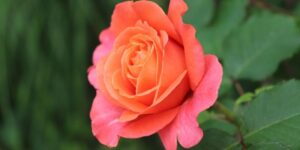 Zodiac Garden: What to Grow Based on Your Sign - Complete Gardening