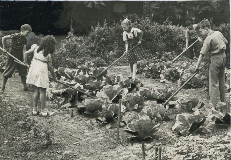 WWII Victory gardens from the 1940s: How people planted them, and how ...