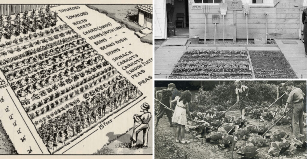 WWII Victory gardens from the 1940s: How people planted them, and how ...