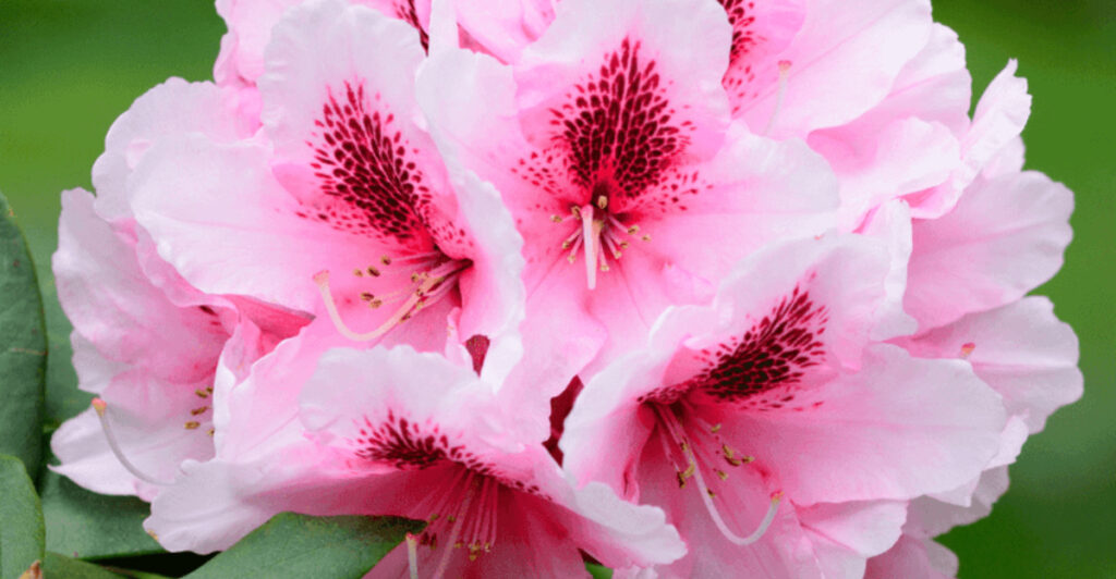 Want the Prettiest Yard on the Block? These 27 Spring Shrubs Are All ...