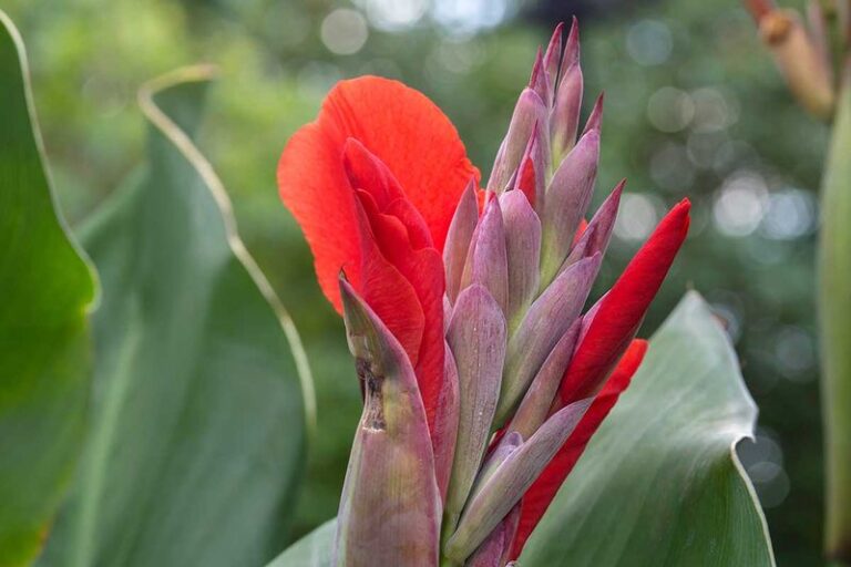 Canna Lily Care Made Easy: 15 Tips for Vibrant, Tropical Flowers ...
