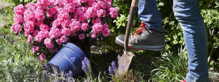 What To Do With Azalea Bushes After They Bloom (8 Must-Know Tips ...