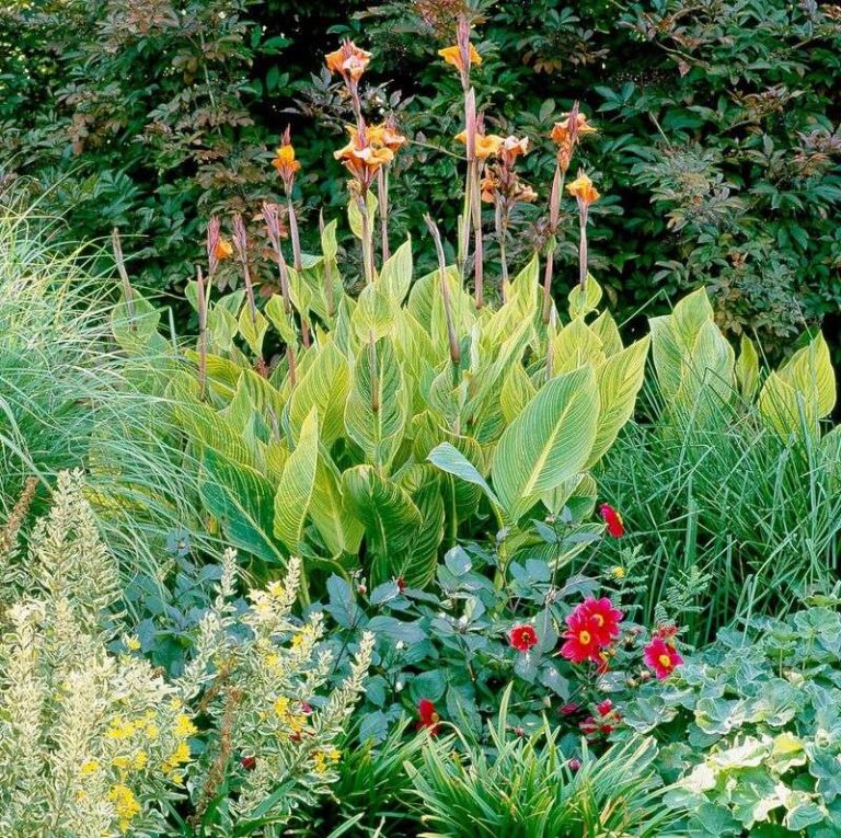 Canna Lily Care Made Easy: 15 Tips for Vibrant, Tropical Flowers ...