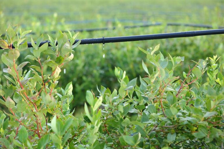 The Secret to Bigger, Sweeter Blueberries? It’s All in the Watering ...