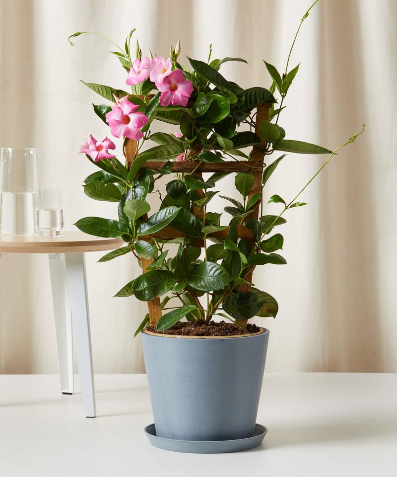 Year-Round Color: 12 Tips for Growing Gorgeous Mandevilla Plants ...