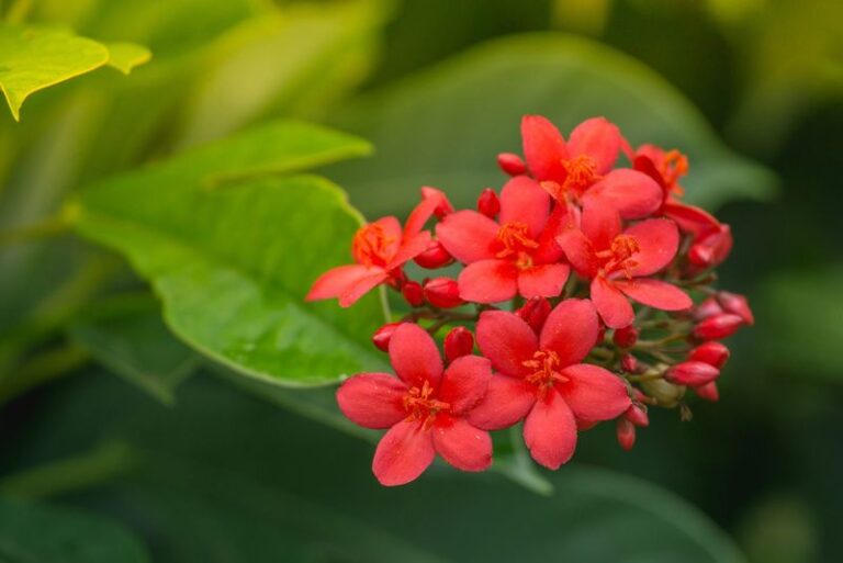 Bring Tropical Color to Your Garden This Spring: How to Grow and Care ...
