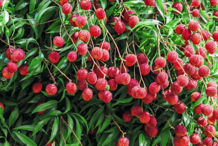 Can You Really Grow Lychee at Home? Here’s the Truth! - Complete Gardening