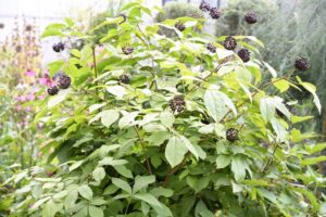 Traditional Chinese Herb Gardens: 19 Healing Plants to Grow - Complete ...