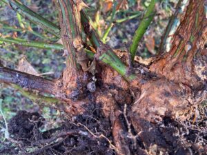 18 Common Butterfly Bush Problems And Diseases You Shouldn’t Ignore ...