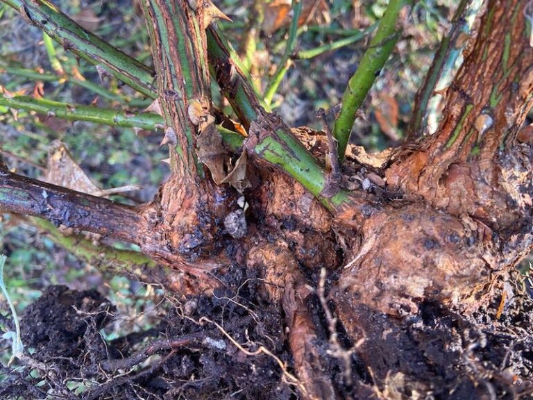 18 Common Butterfly Bush Problems And Diseases You Shouldn’t Ignore ...