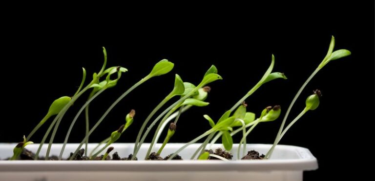 Why Your Seedlings Are Falling Over (And How to Fix It) - Complete ...