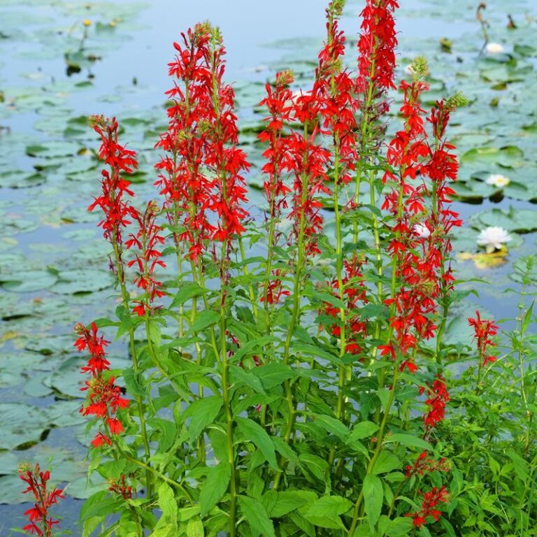 14 Plants That Invite Fireflies into Your Garden - Complete Gardening