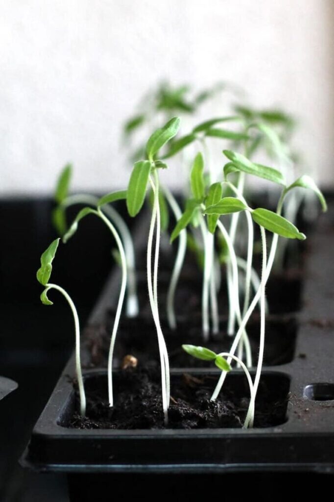 Why Your Seedlings Are Falling Over (And How to Fix It) - Complete ...