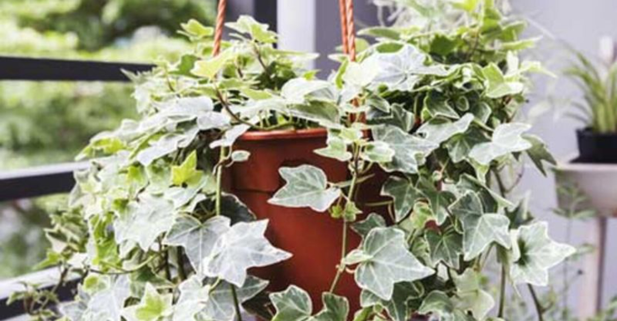 Your English Ivy Is Begging for Water—Or Is It Drowning? Here’s How to ...
