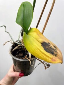 Your Plant Is CRYING for Help! (Why Leaves Are Falling & How to Save ...