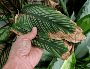 Your Plant Is CRYING for Help! (Why Leaves Are Falling & How to Save ...