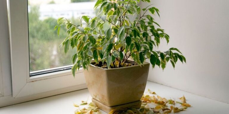 Your Plant Is CRYING for Help! (Why Leaves Are Falling & How to Save ...