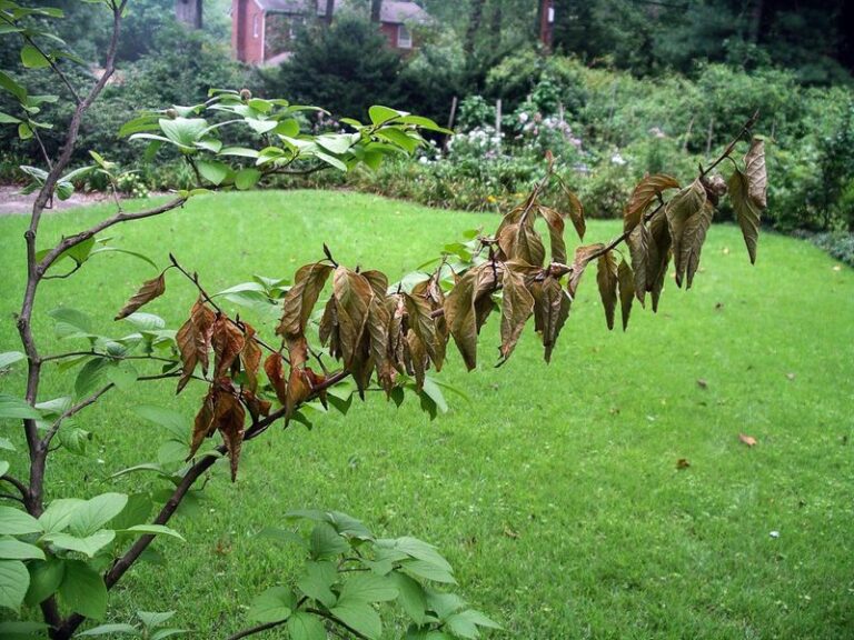 Your Plant Is CRYING for Help! (Why Leaves Are Falling & How to Save ...