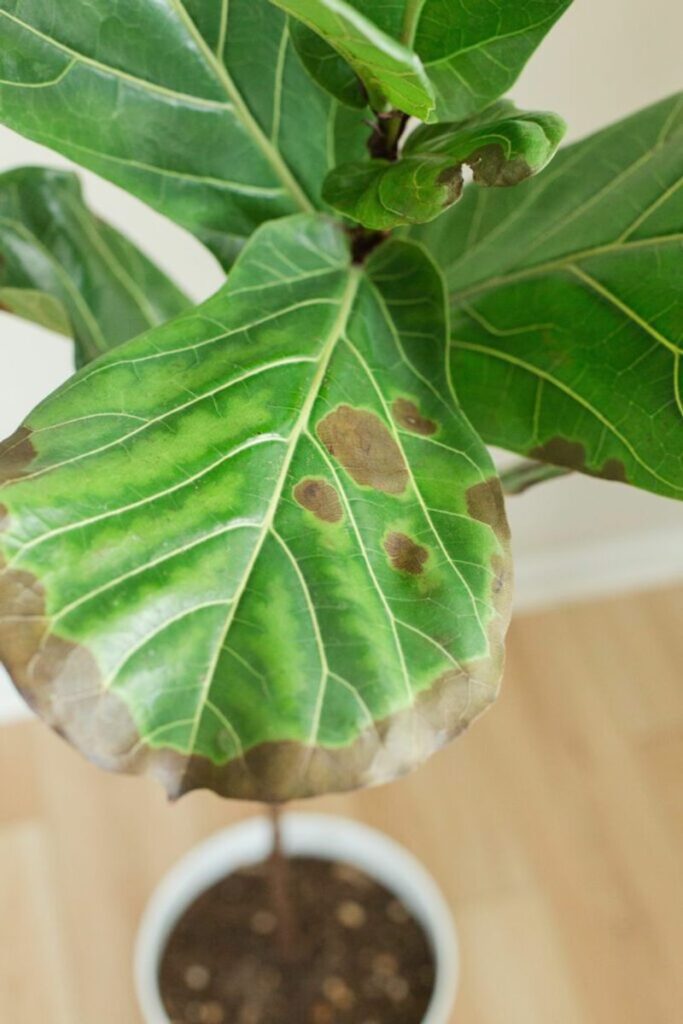 Your Plant Is CRYING for Help! (Why Leaves Are Falling & How to Save ...