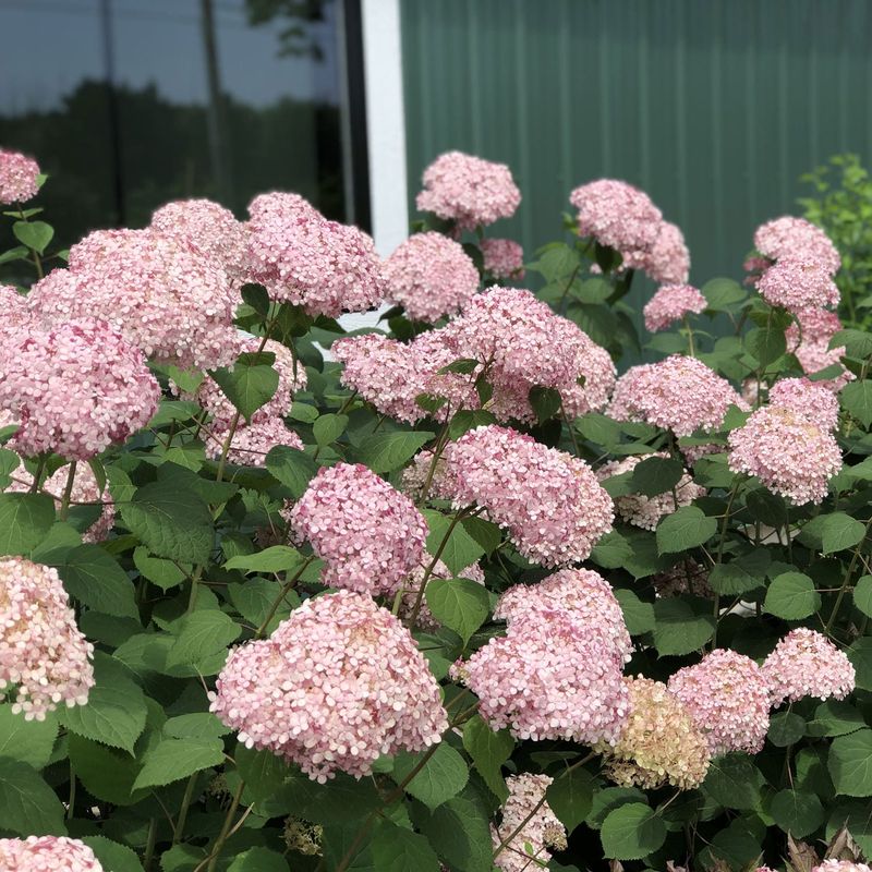 The Best 10 Hydrangea Bush for Every Yard and Growing Condition ...