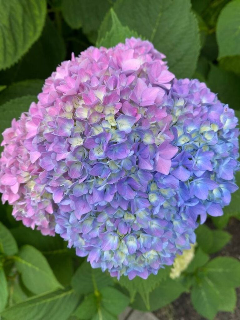 10 Hydrangea Facts That Even Expert Gardeners Don’t Know - Complete ...