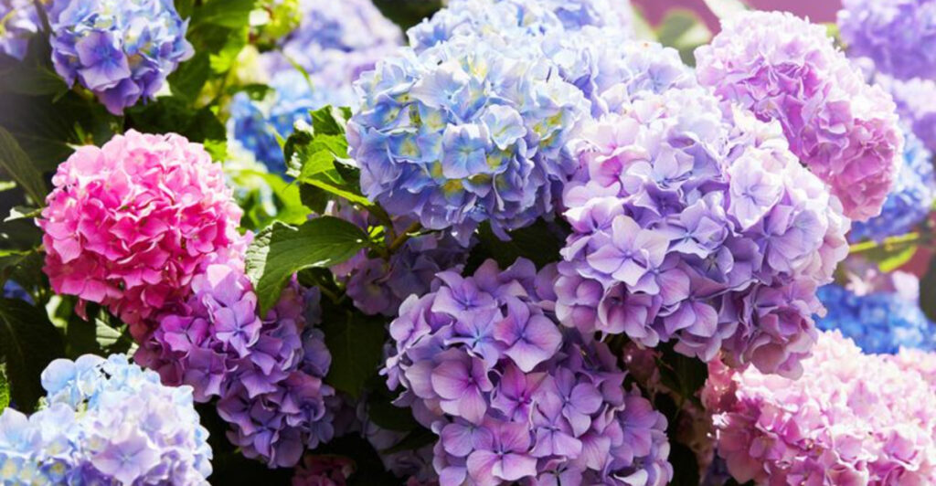 10 Hydrangea Facts That Even Expert Gardeners Don’t Know - Complete ...