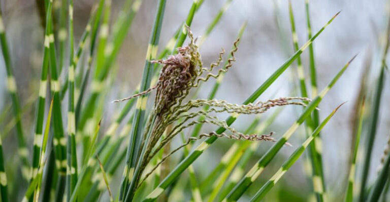 10 Invasive Ornamental Grasses To Avoid (And 10 That Behave Beautifully ...