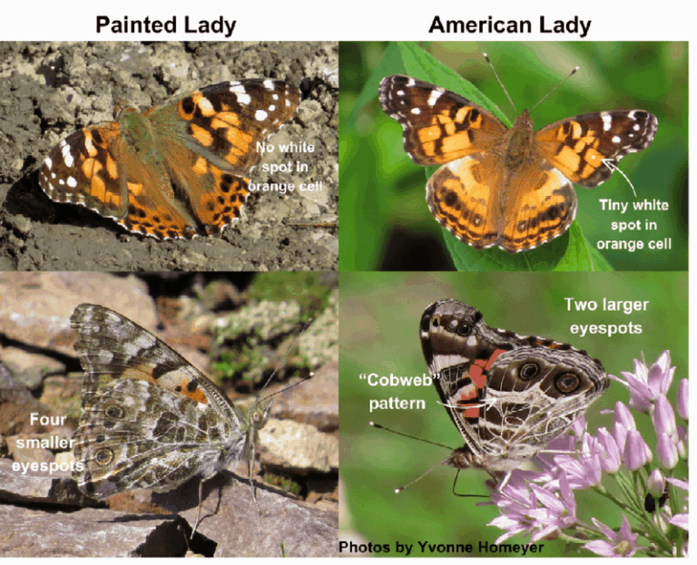 10 Simple Ways to Identify an American Lady Butterfly (Vanessa ...