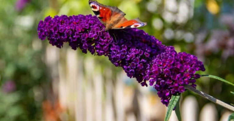 10 Summer Nectar Flowers That Attract Butterflies - Complete Gardening