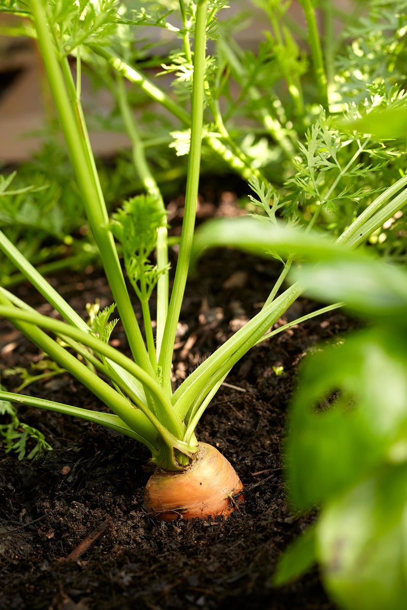 10 Things That Make Root Crops Thrive — And 5 That Do the Opposite ...