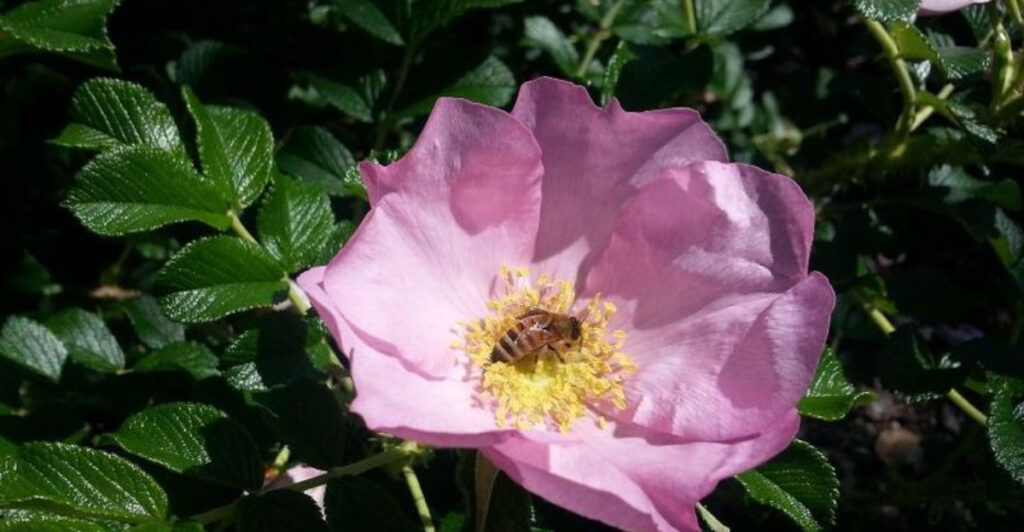 11 Rose Types Bees Crave - And 7 They Completely Avoid - Complete Gardening
