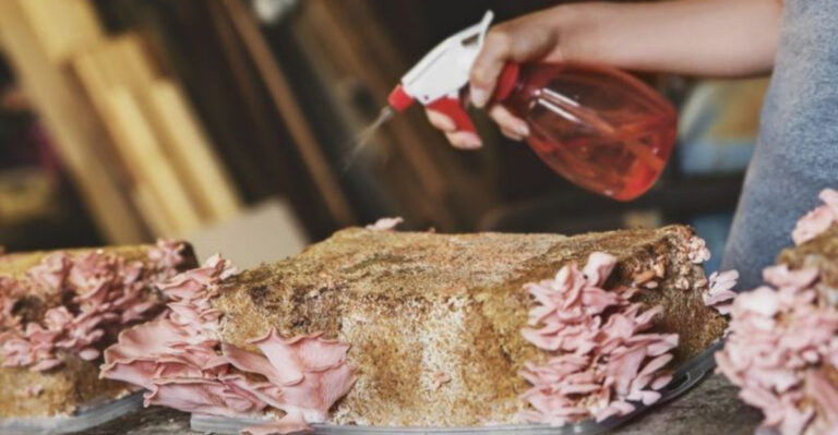 12 Best Mushroom Growing Supplies for Home Growers - Complete Gardening