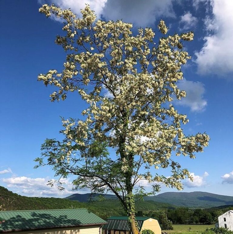13 Fast-Growing Trees That Will Rescue Your Poor Soil - Complete Gardening