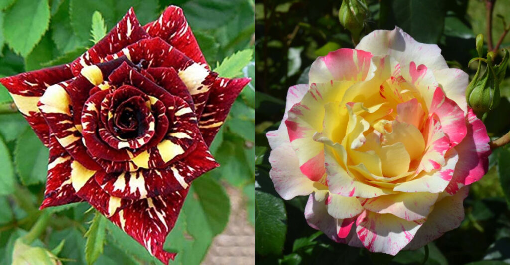 13 Jaw-Dropping Striped Roses That Will Transform Your Summer Garden ...