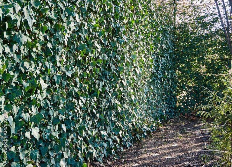 13 Vining Plants That Love Chainlink Fences - Complete Gardening