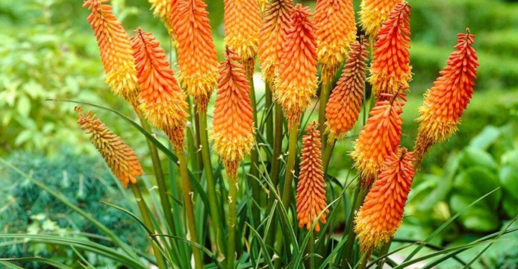 14 Tropical-Looking Blooms That Thrive in Temperate Gardens - Complete ...