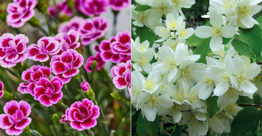 15 ‘Fragrant’ Plants That Only Smell Good Up Close (And 15 You’ll Smell ...