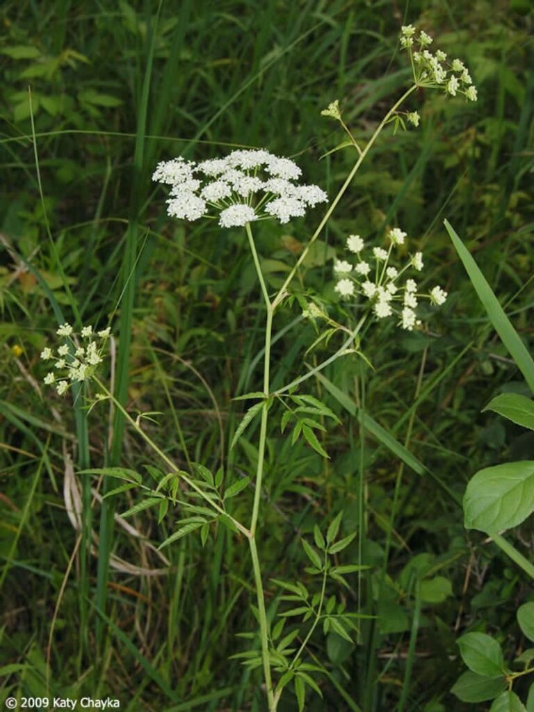 15 Deadly North American Plants That Look Harmless But Kill in Hours ...