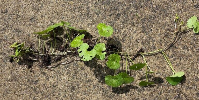 15 Easy Tricks To Wipe Out Creeping Charlie Weed - Complete Gardening