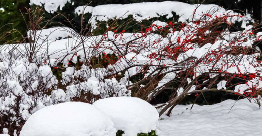 15 Evergreen Plants That Look Better in Winter Than Summer - Complete ...