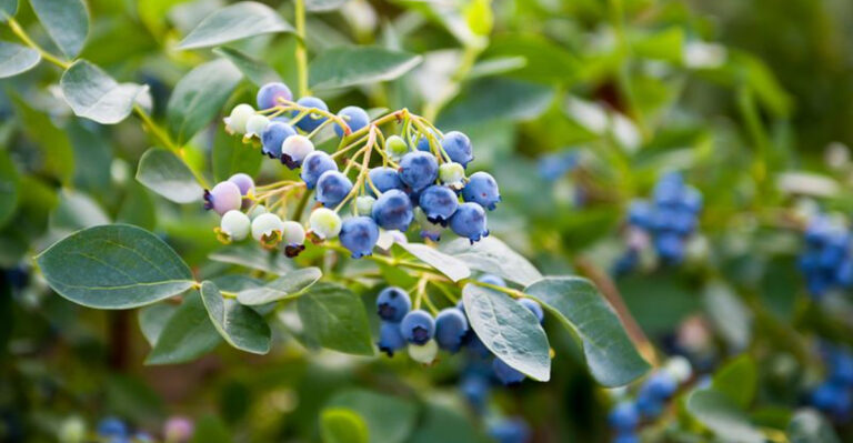 15 Genius Blueberry Pruning Hacks That Will Explode Your Harvest This ...