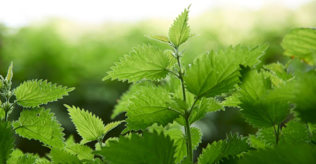 15 Plants That Tell You Exactly What’s Missing in Your Soil—No Test ...