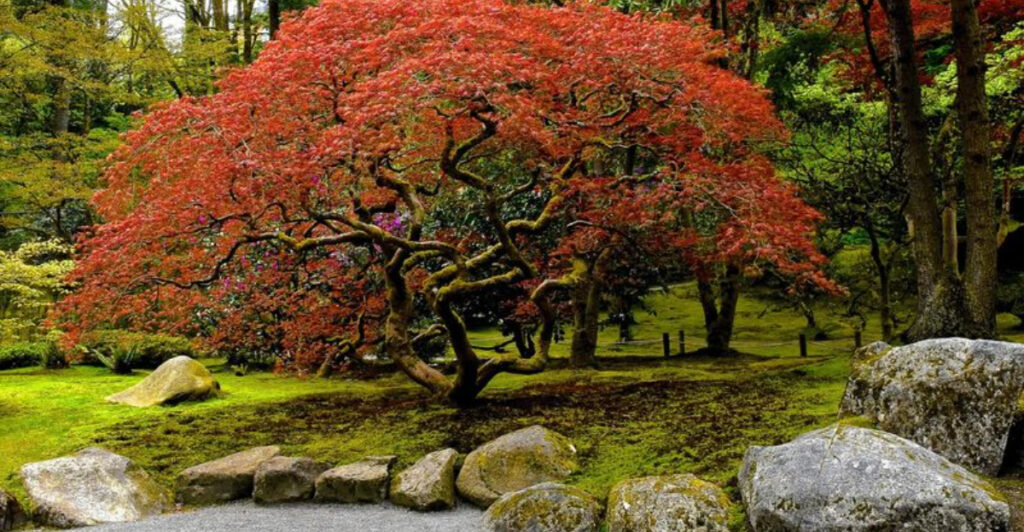 15 Popular Trees That Turn Brilliant Colors by the End of August ...