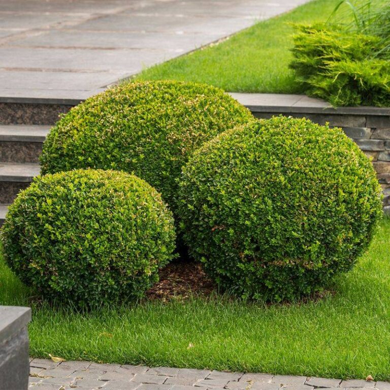15 Shrubs & 10 Ground Covers That Shape Themselves & Stay Green All ...