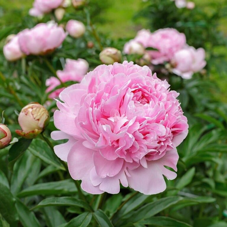 16 Blush Pink Flowers That Transform Any Garden Into a Romantic ...