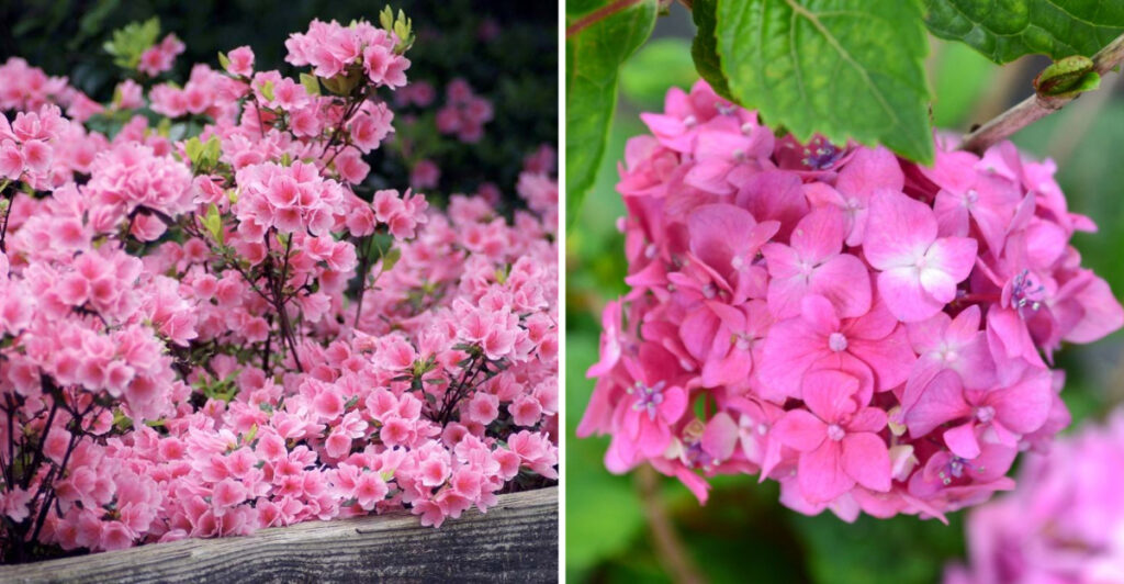 16 Blush Pink Flowers That Transform Any Garden Into a Romantic ...