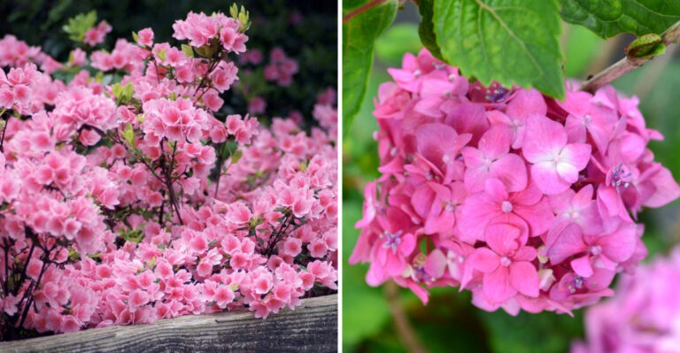16 Blush Pink Flowers That Transform Any Garden Into a Romantic ...